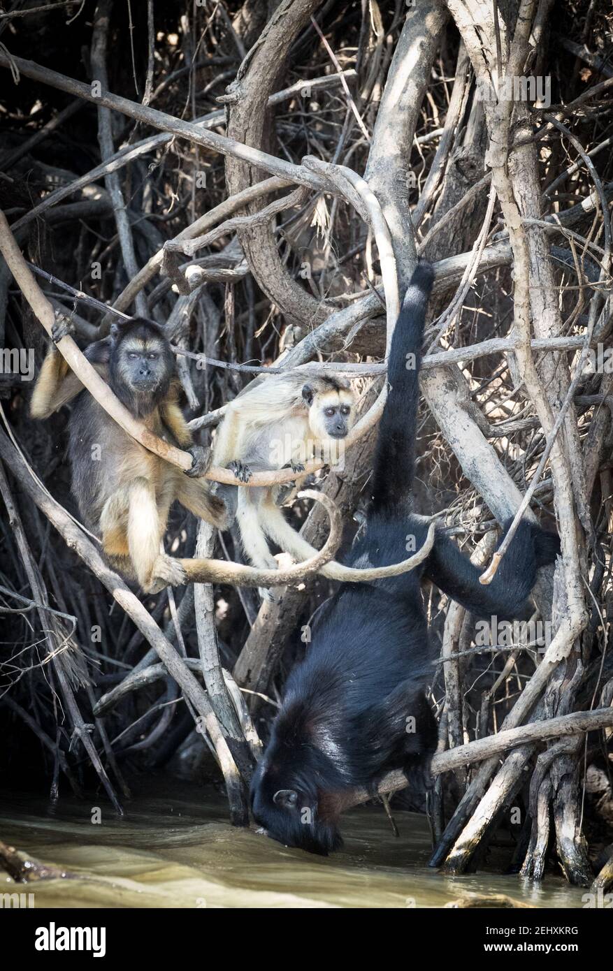 Monkeys observation hi-res stock photography and images - Alamy