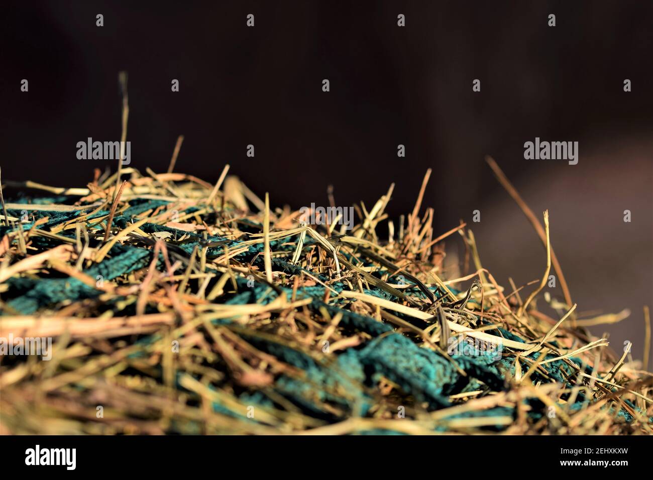 Hay stalk hi-res stock photography and images - Alamy