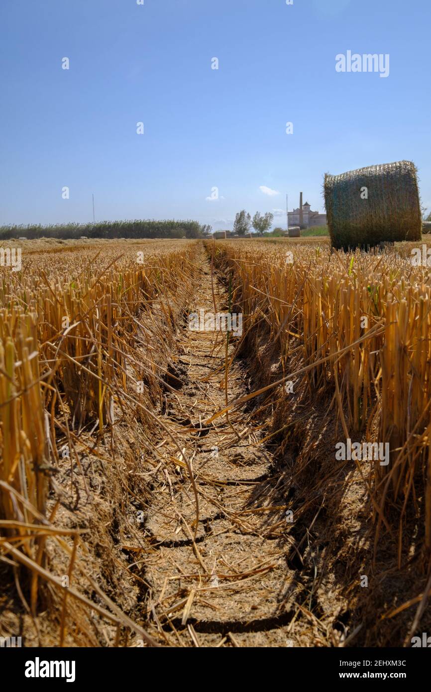 Tractor wheel track in dry harvested rice field Stock Photo - Alamy