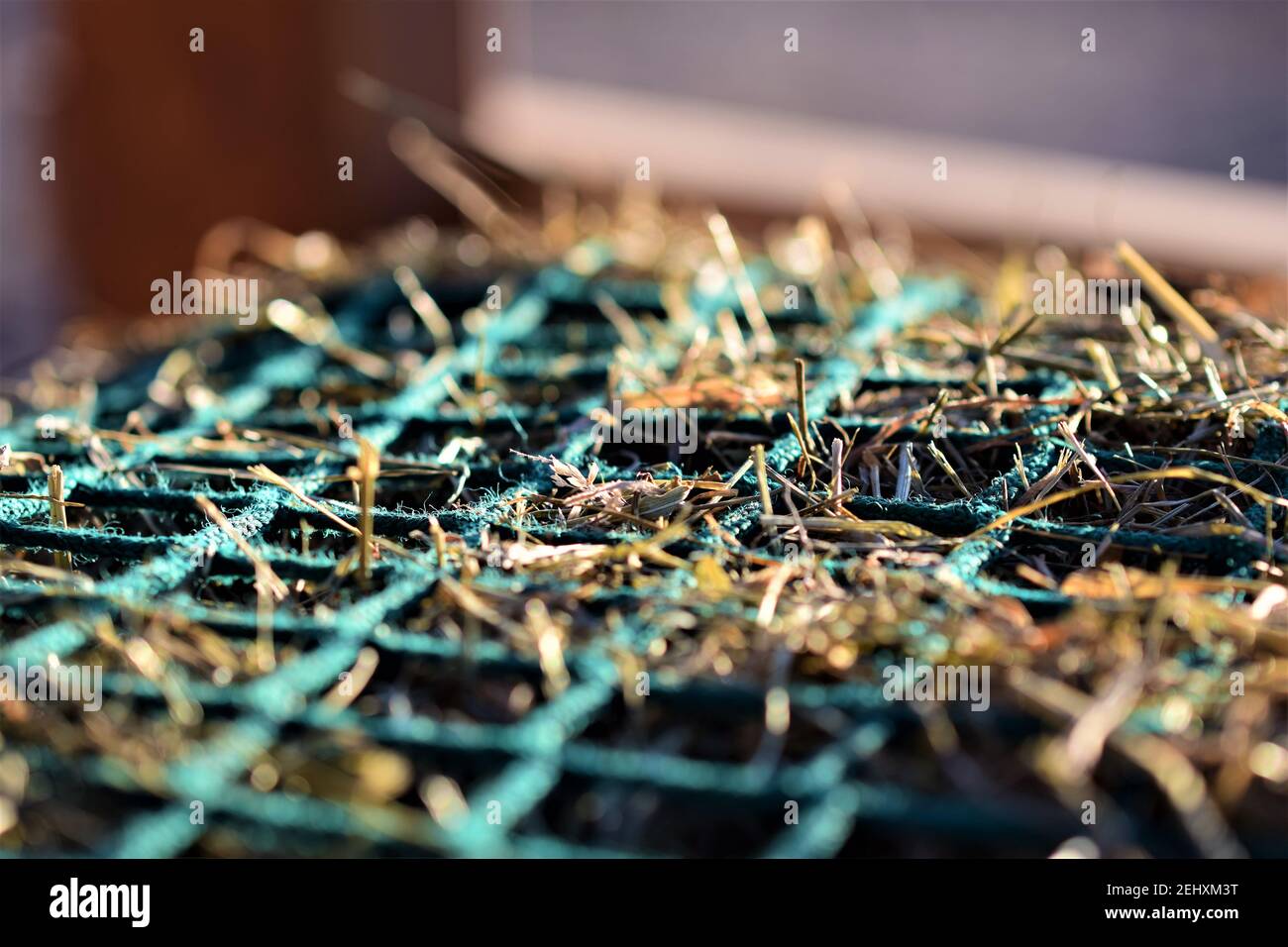 Close up of hay under a green hay net Stock Photo - Alamy