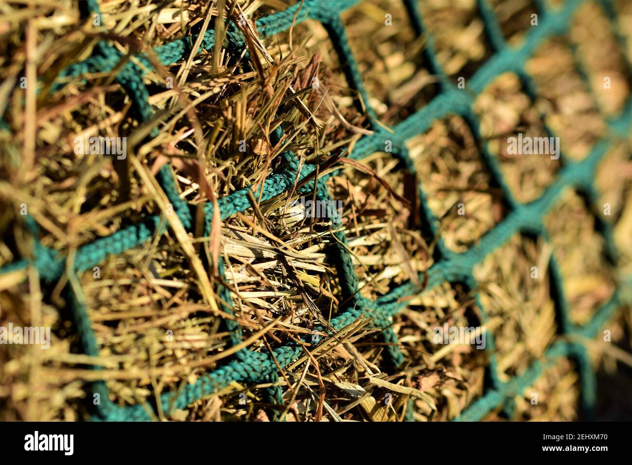 Hay stalk hi-res stock photography and images - Alamy
