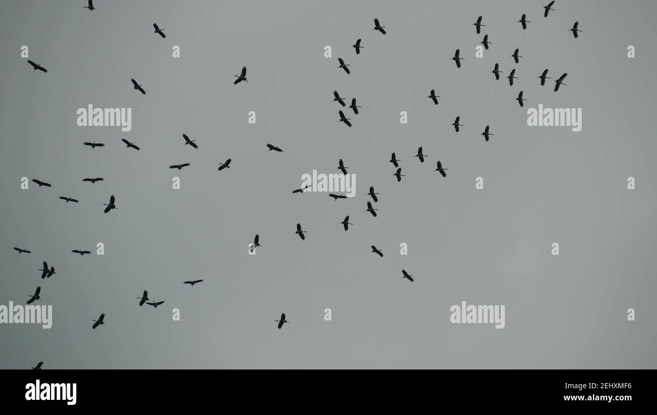 From below flock of storks flying against gray cloudy sky. Silhouettes ...