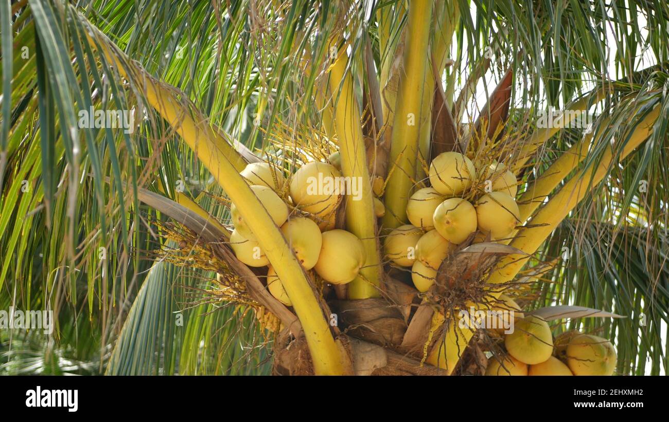 Close-up of exotic yellow unripe young fresh coconuts growing on green ...