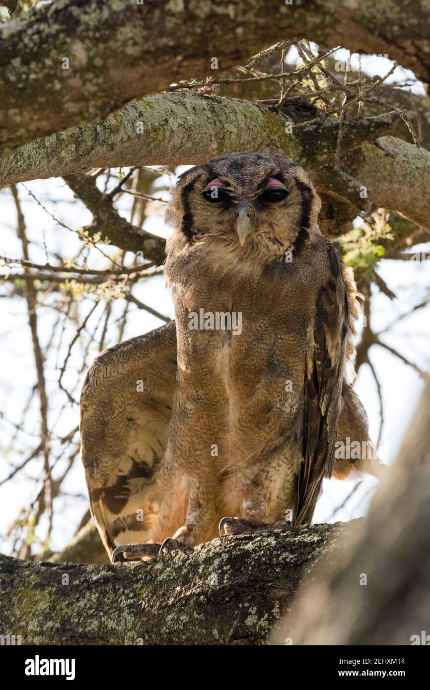A Verreaux's eagle-owl, Bubo lacteus, Tsavo, Kenya Stock Photo - Alamy