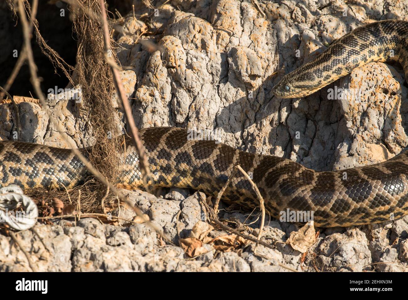 Anaconda brazil hi-res stock photography and images - Alamy