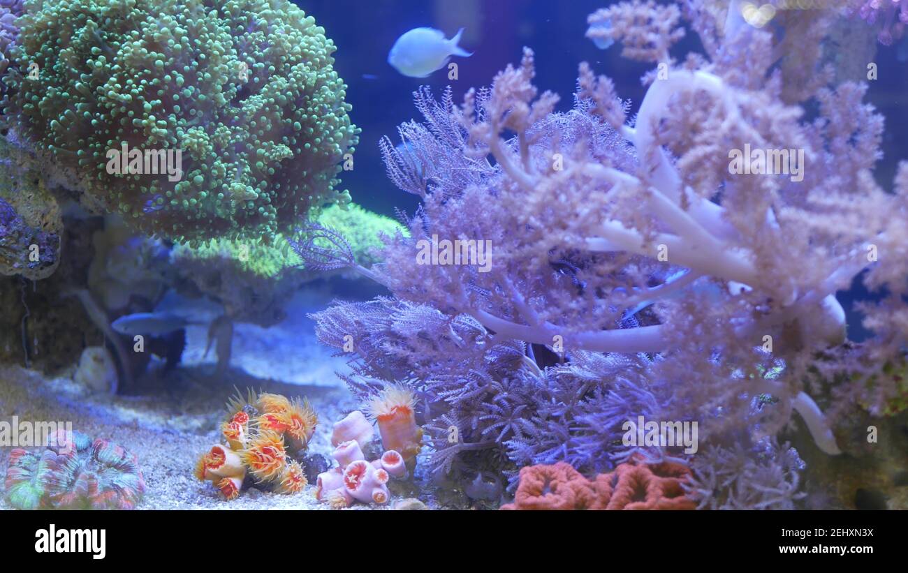Species of soft corals and fishes, lillac aquarium under violet or ...
