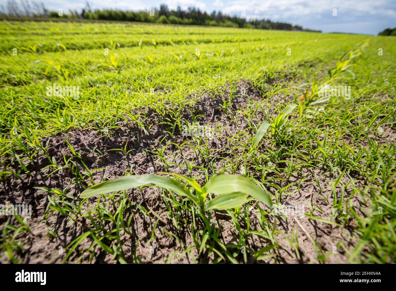 Sprouts fertilized soil hi-res stock photography and images - Alamy