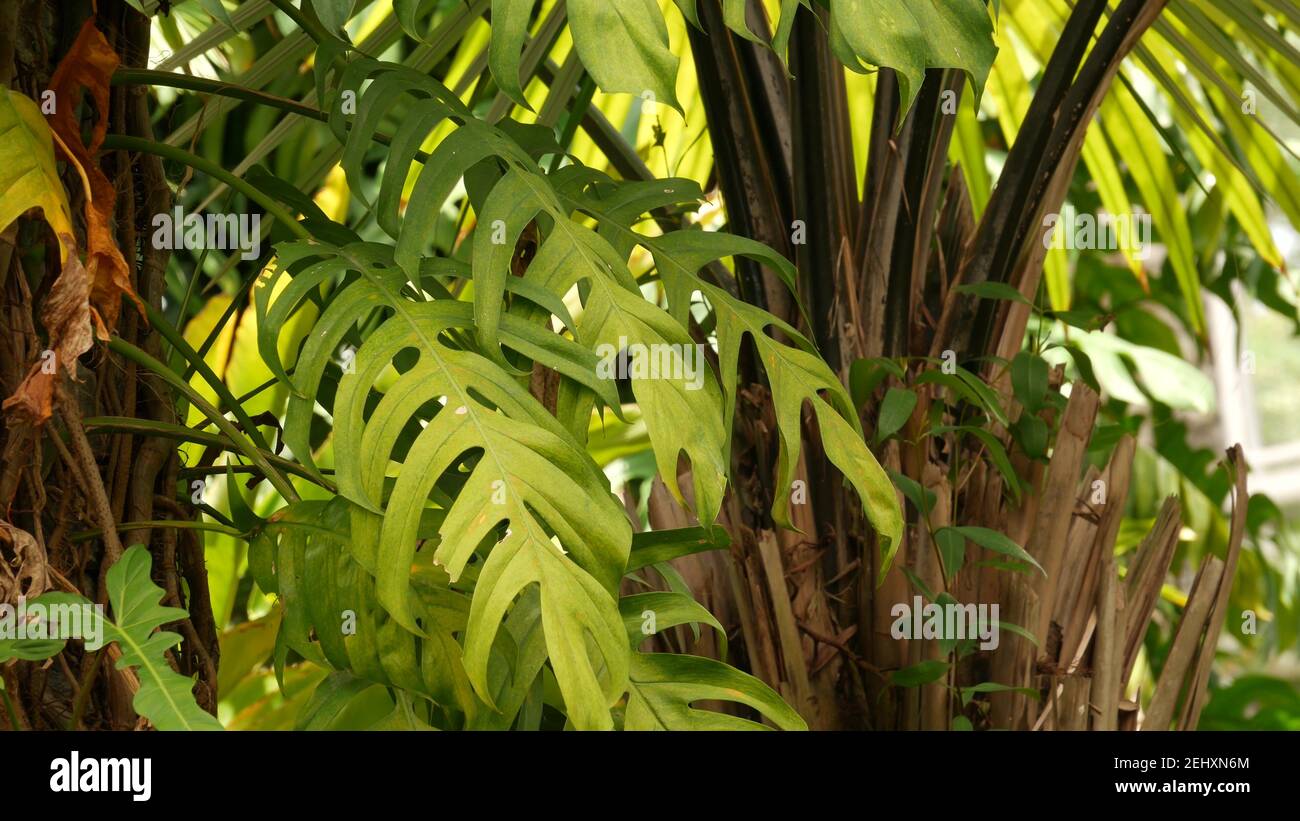 Wild, vivid vegetation of deep misty tropical wood. Jungle landscape ...