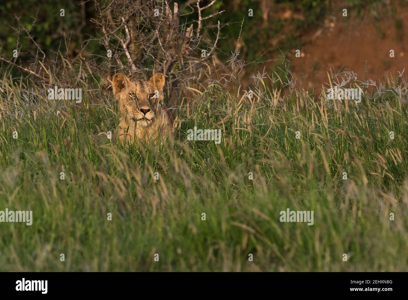 Sub adult lion hi-res stock photography and images - Alamy