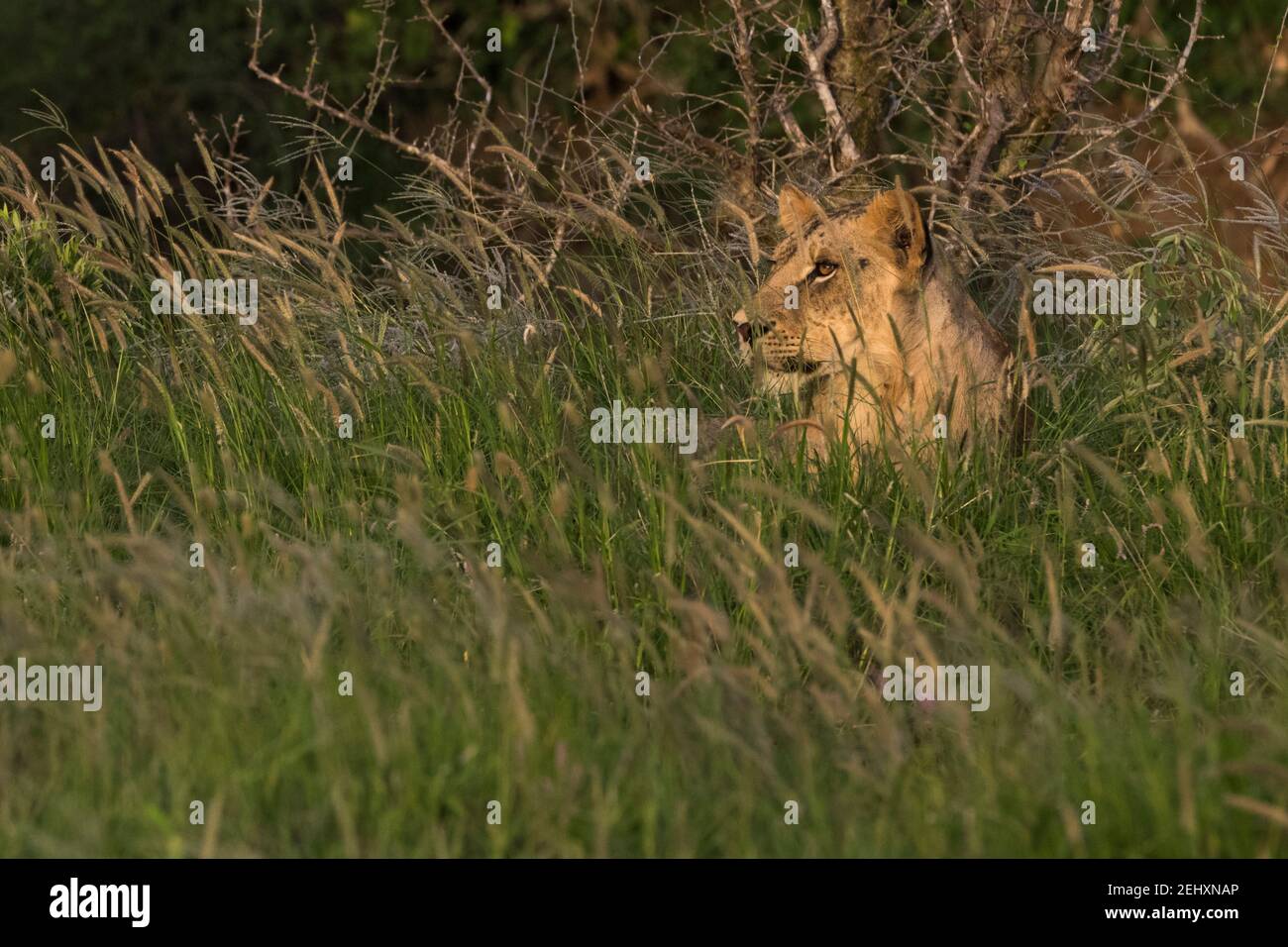 Sub adult lion hi-res stock photography and images - Alamy