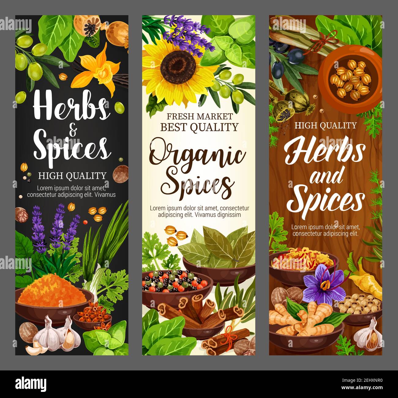 Cooking spices seasonings and culinary herbs banners. Vector organic ...