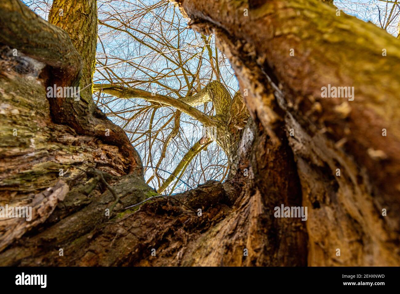 Upward view to high tree from inside of trunk of old tree Stock Photo ...