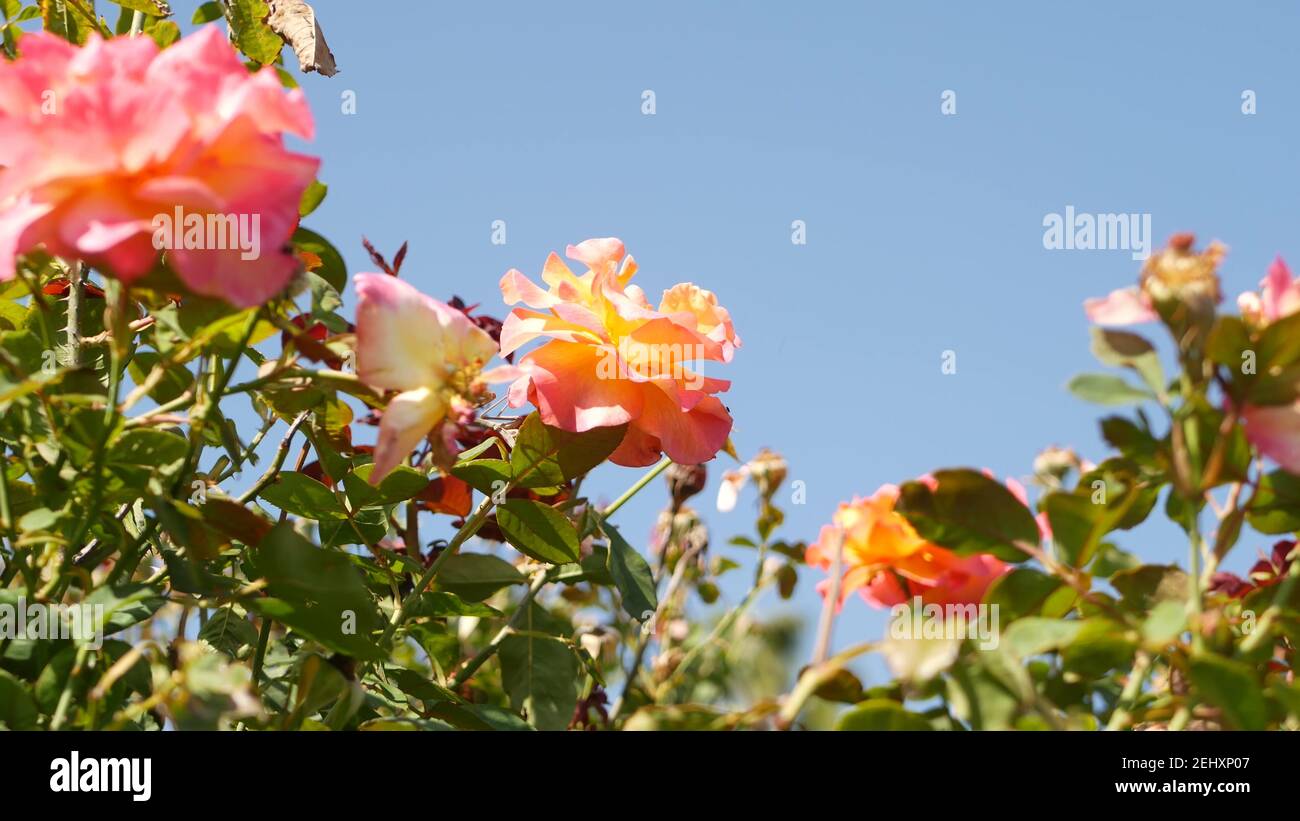 English roses garden. Rosarium Floral background. Tender flowers ...
