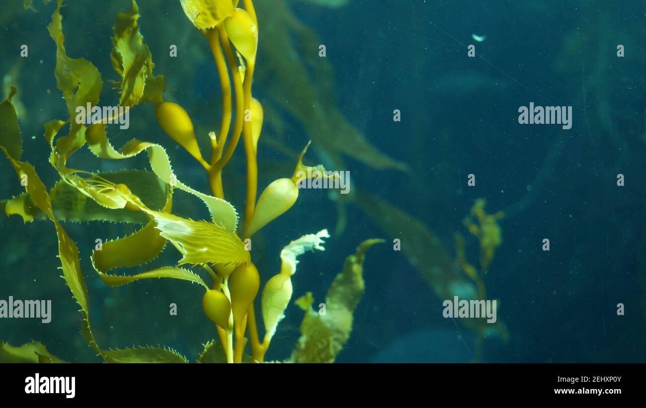 Underwater seamless looped close up of swaying Giant Kelp forest. Sun ...