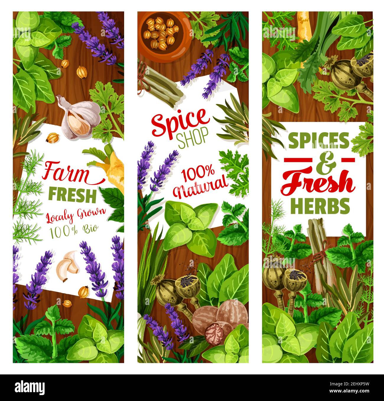 Lavender thyme oregano Stock Vector Images - Alamy