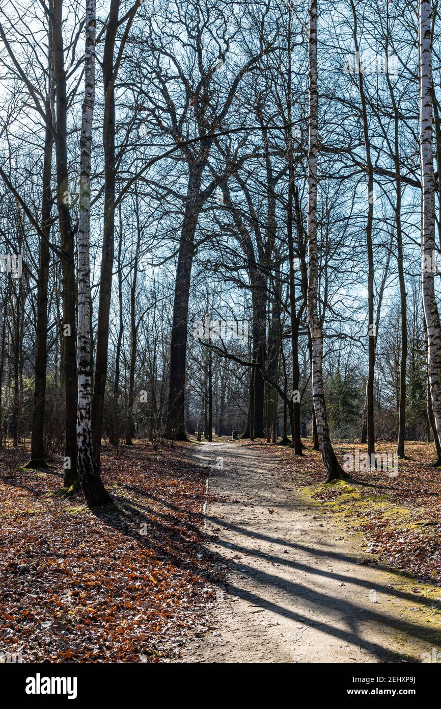Long path in small park with trees without leafs around Stock Photo - Alamy