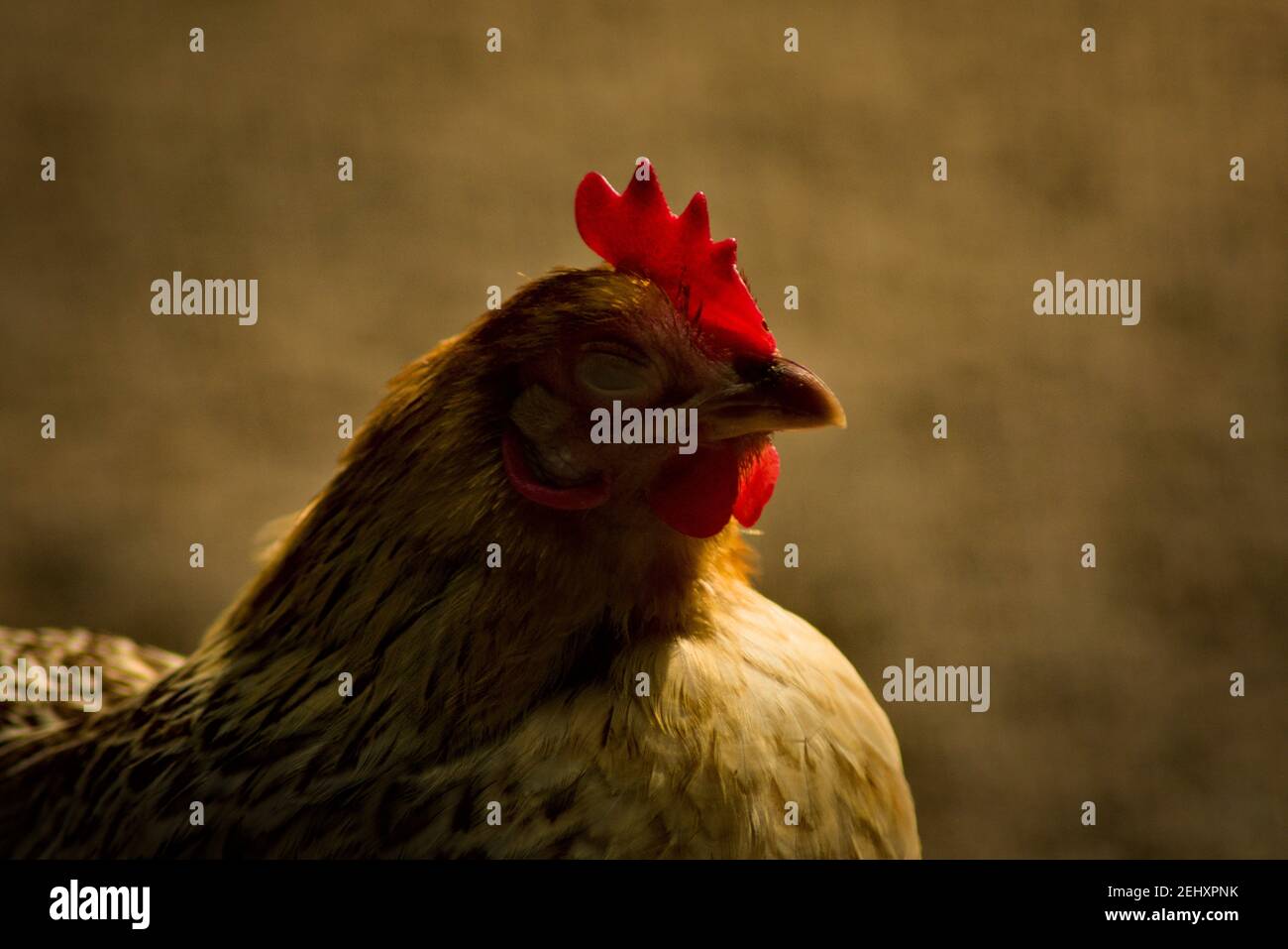 Chicken bathing in the sun Stock Photo - Alamy