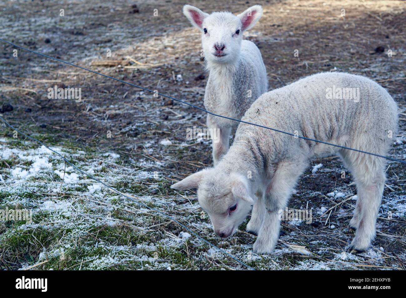 Two white little lambs hi-res stock photography and images - Alamy