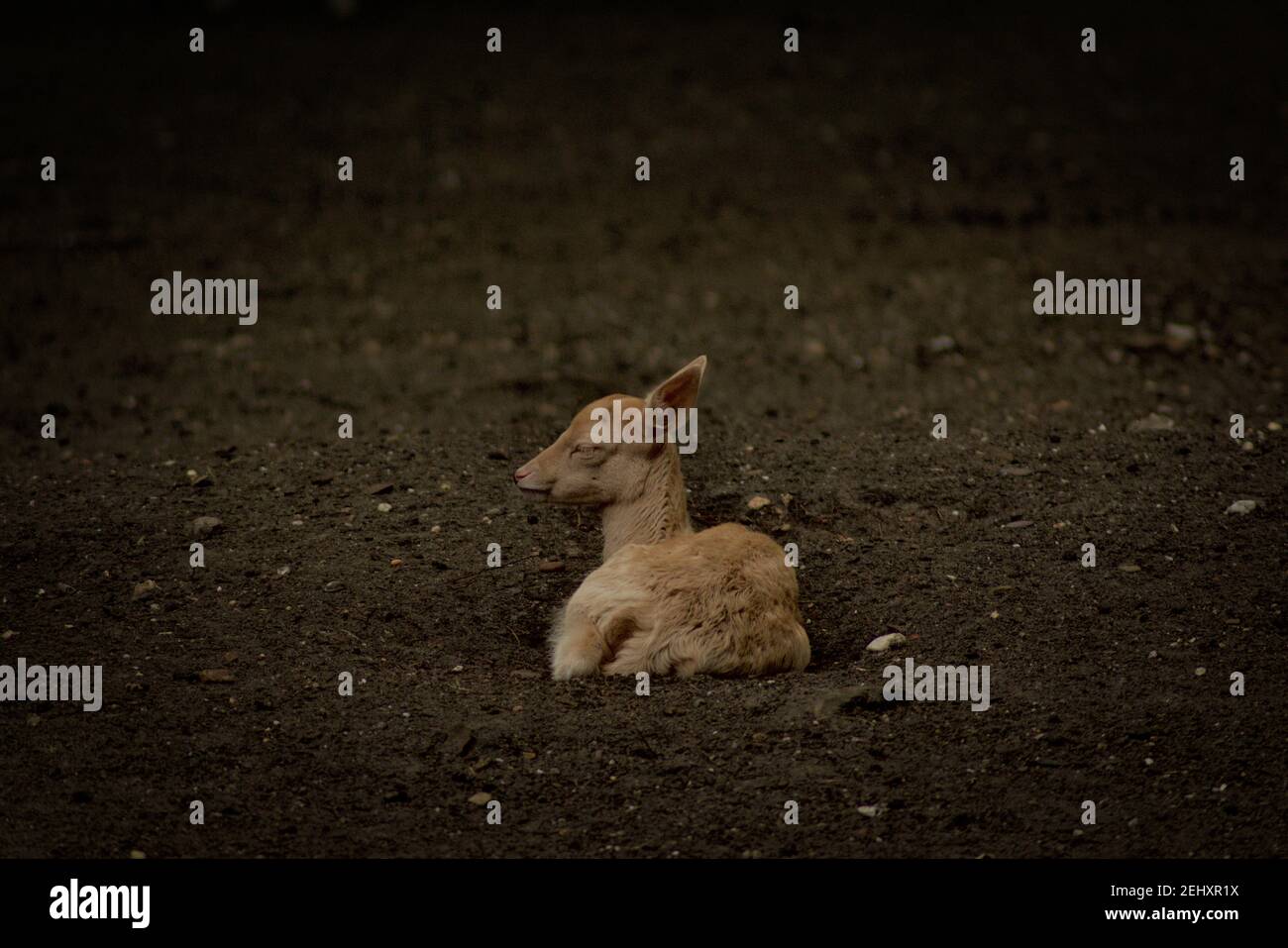 Fawn birds hi-res stock photography and images - Alamy