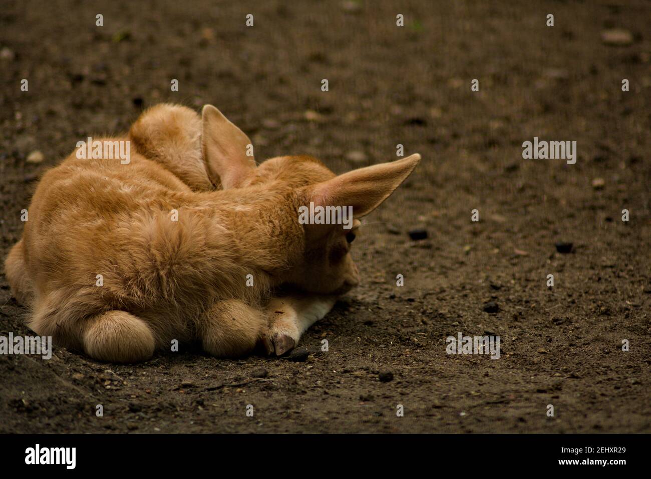 Sleeping fawn hi-res stock photography and images - Alamy