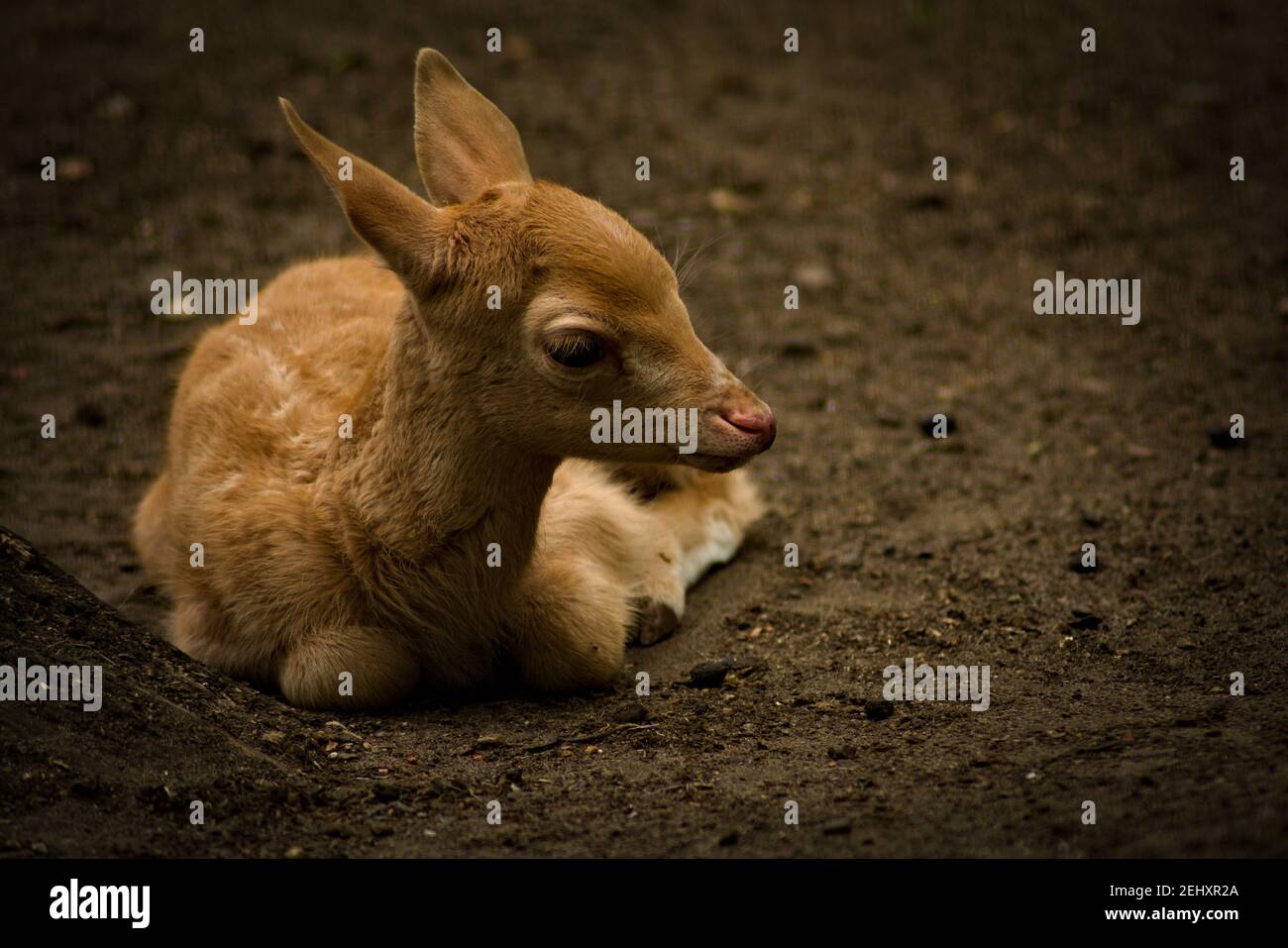 Sleeping fawn hi-res stock photography and images - Alamy