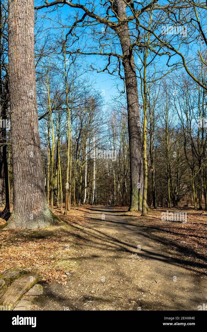 Long path in small park with trees without leafs around Stock Photo - Alamy