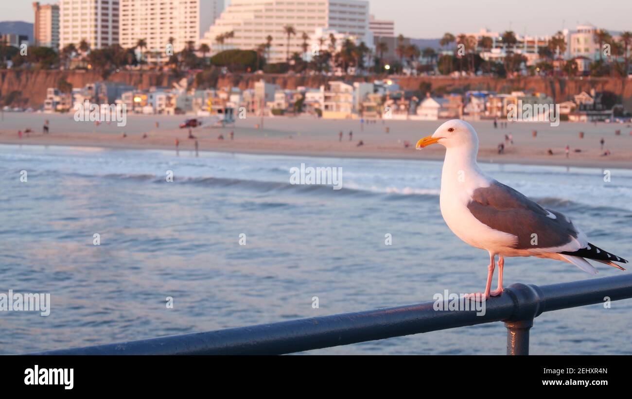 California summertime beach aesthetic, pink sunset. Cute funny sea gull ...