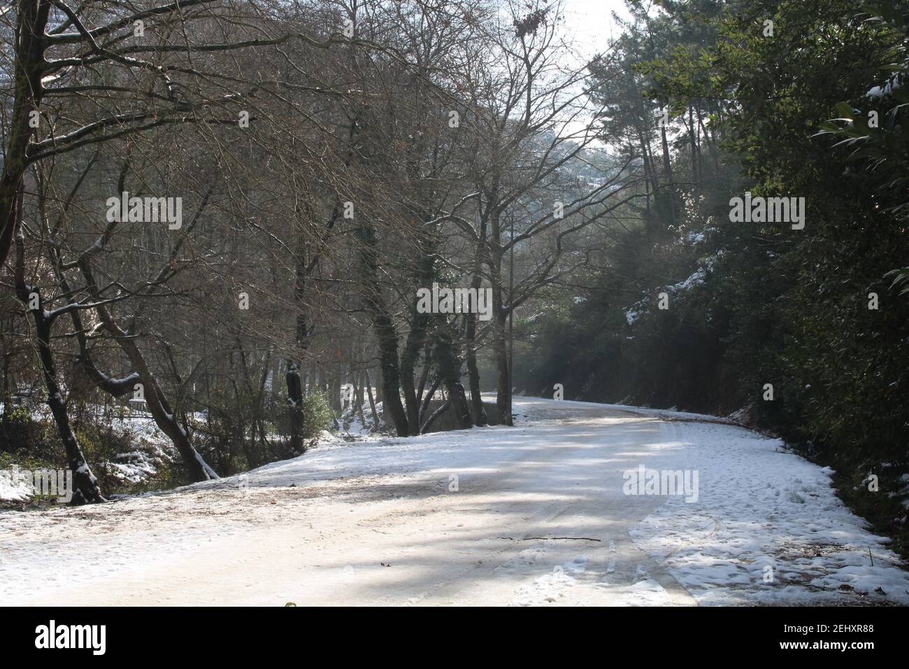 Snow-covered path surrounded by trees Stock Photo - Alamy