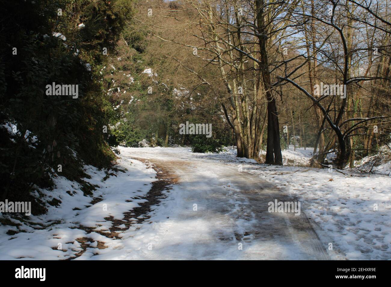 Snow-covered path surrounded by trees Stock Photo - Alamy