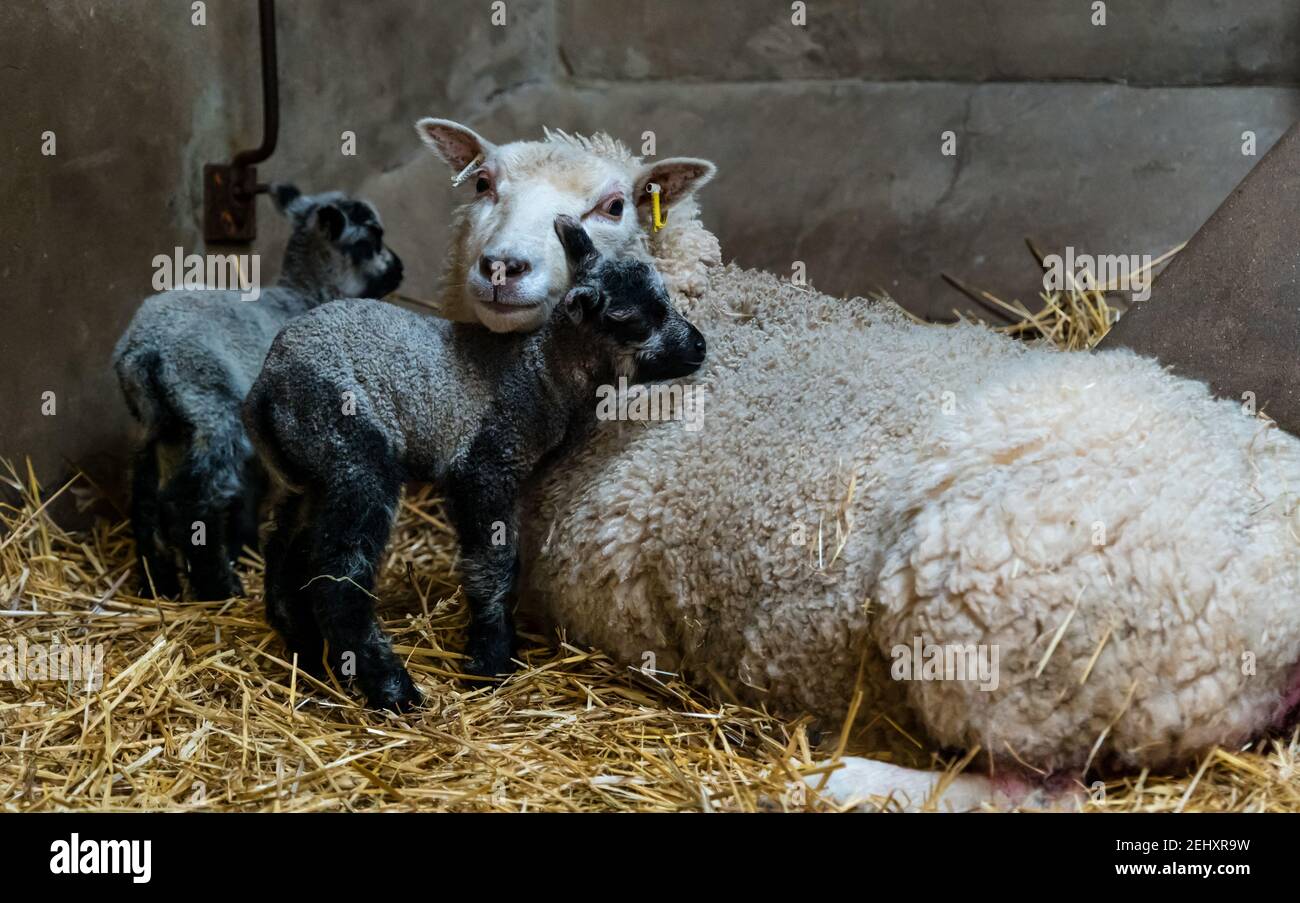 Prized sheep hi-res stock photography and images - Alamy