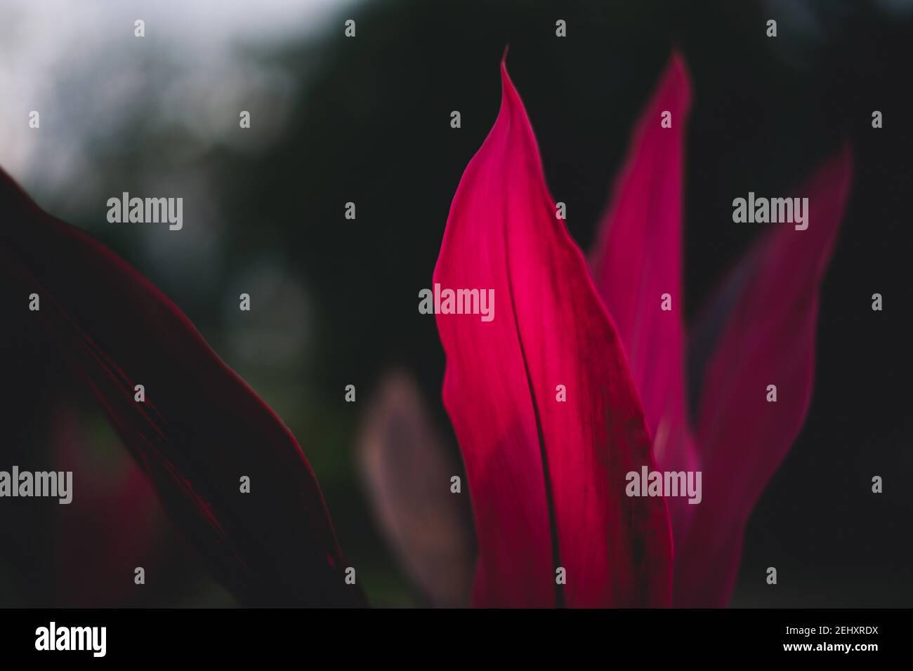 Beautiful shot of the red leaves of a plant on an abstract background ...