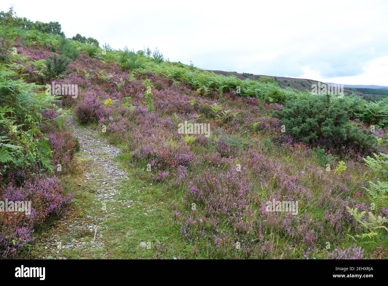 Heather walk hi-res stock photography and images - Alamy