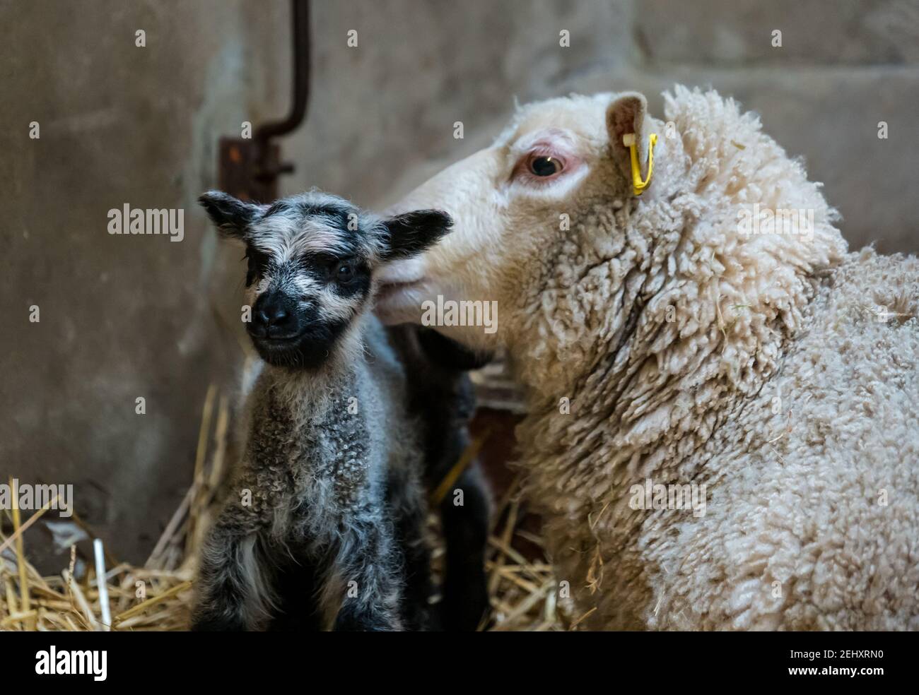 Prized sheep hi-res stock photography and images - Alamy