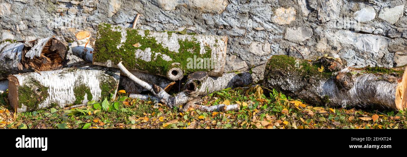 white birch tree cut with moss on the bark, panorama Stock Photo - Alamy