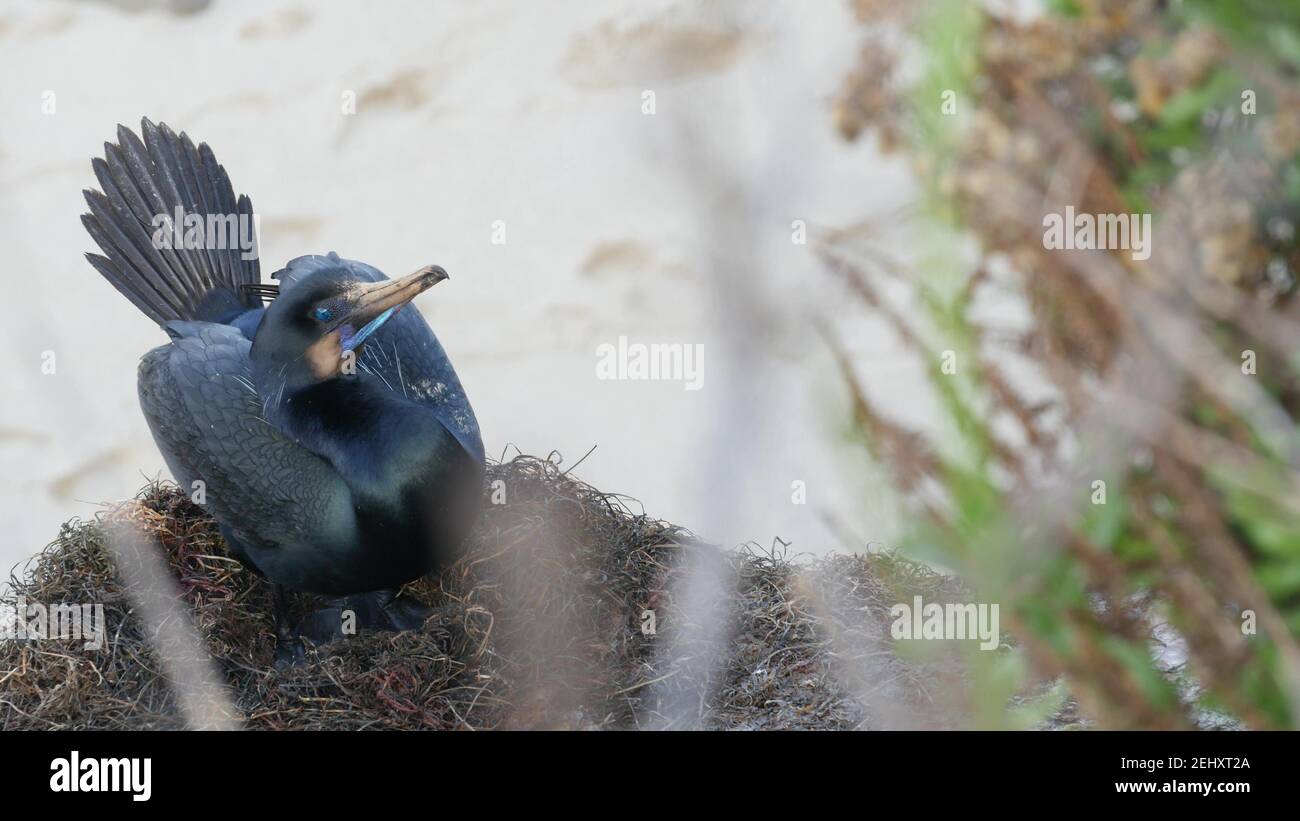 Mating scar hi-res stock photography and images - Alamy