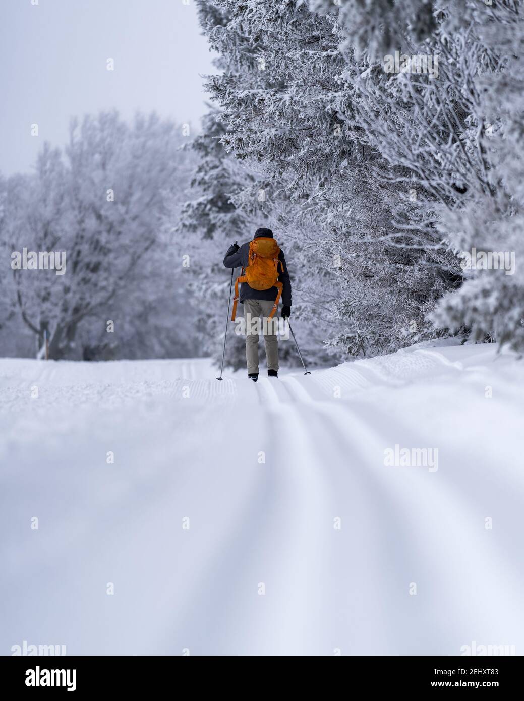 Back view of a skier with a backpack skiing on the snowy field ...