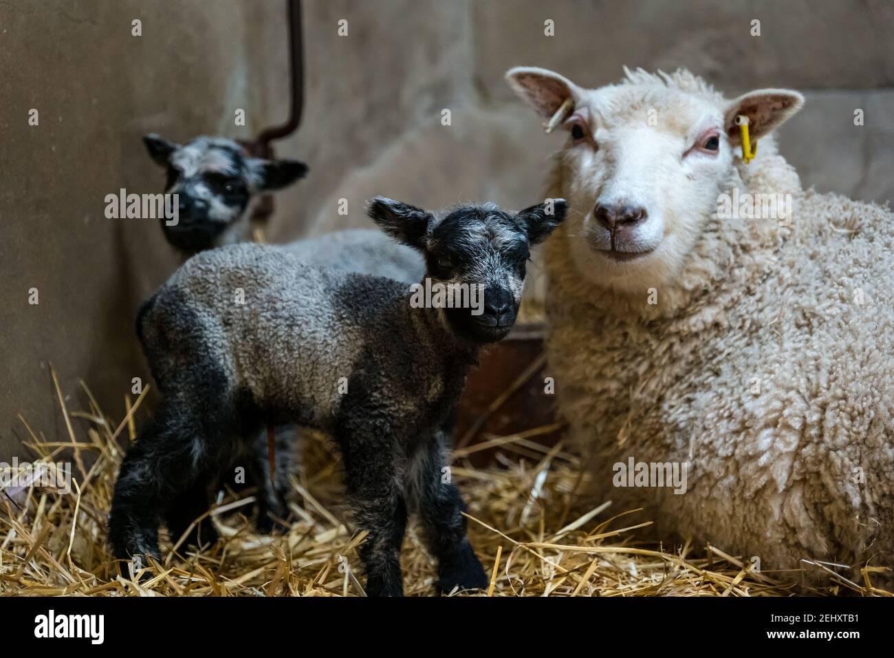 Prized sheep hi-res stock photography and images - Alamy