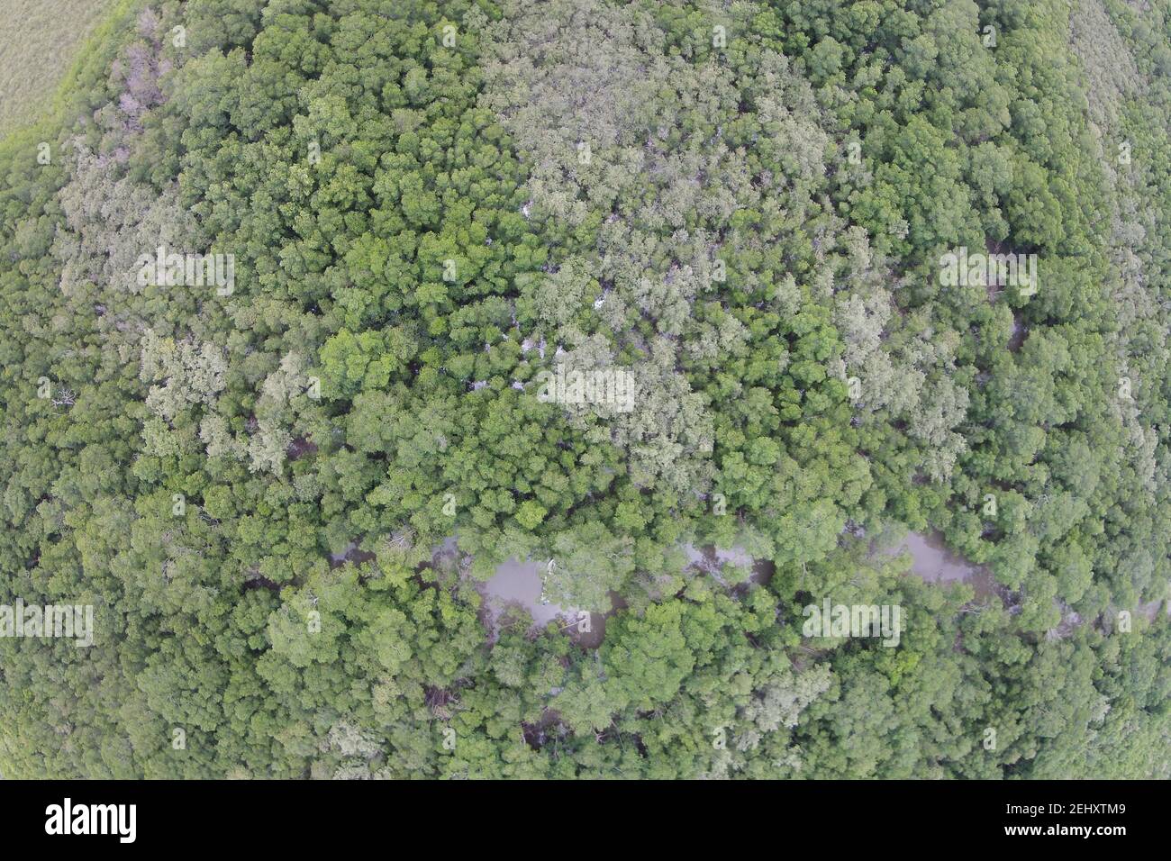 Aerial view of a wonderful forest Stock Photo - Alamy