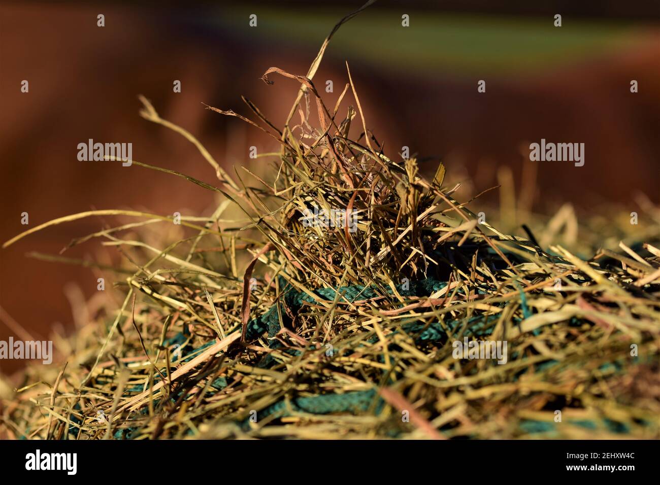 Hay net hi-res stock photography and images - Alamy