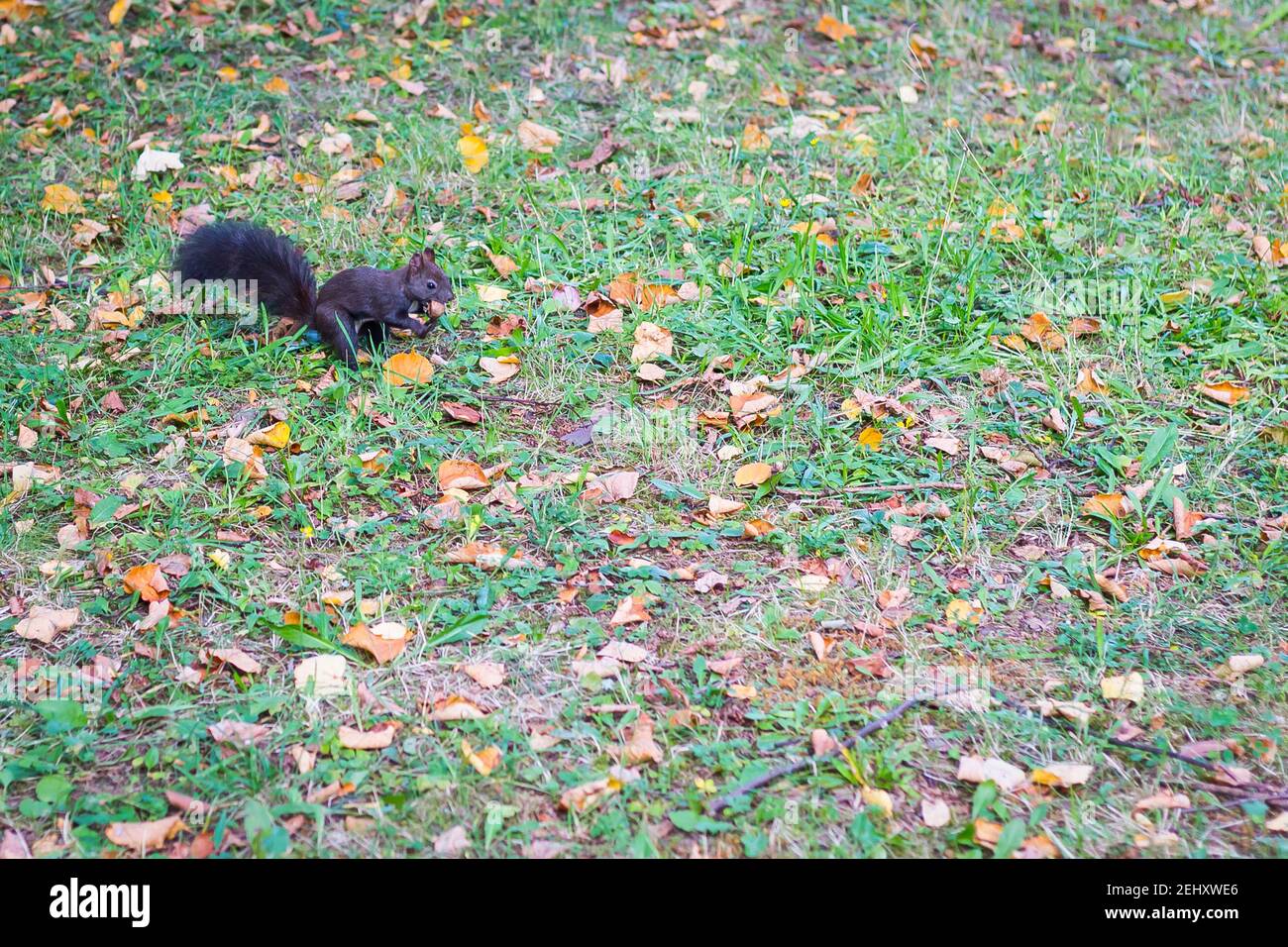 High angle shot of a little black squirrel running on the grass-covered ...