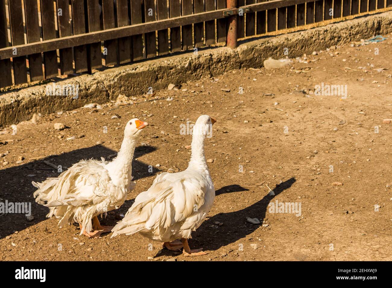 Couple of ducks walking around on the muddy ground on a warm sunny day ...