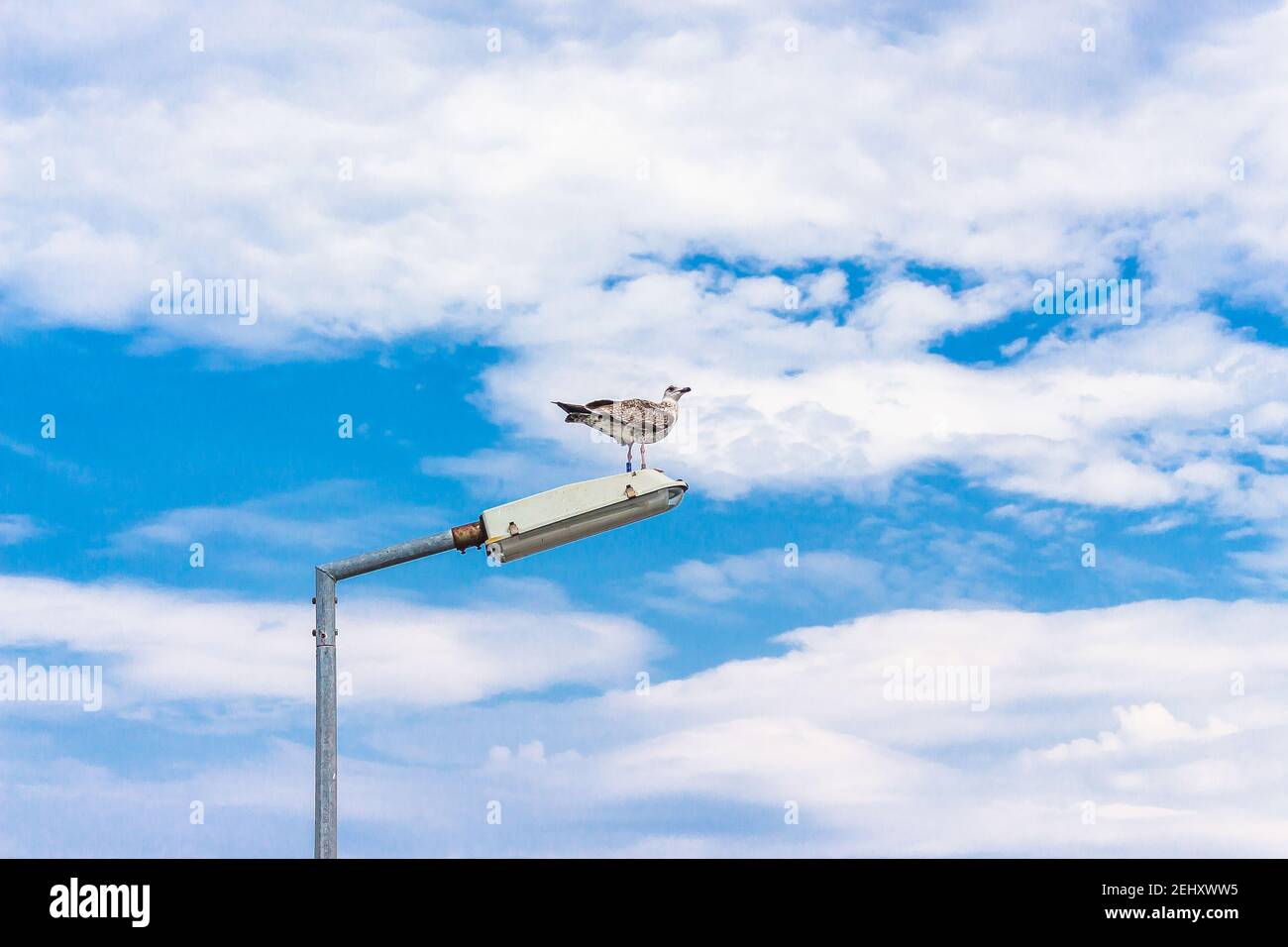 Low angle shot of a seagull sitting on a lamppost under the cloudy sky ...
