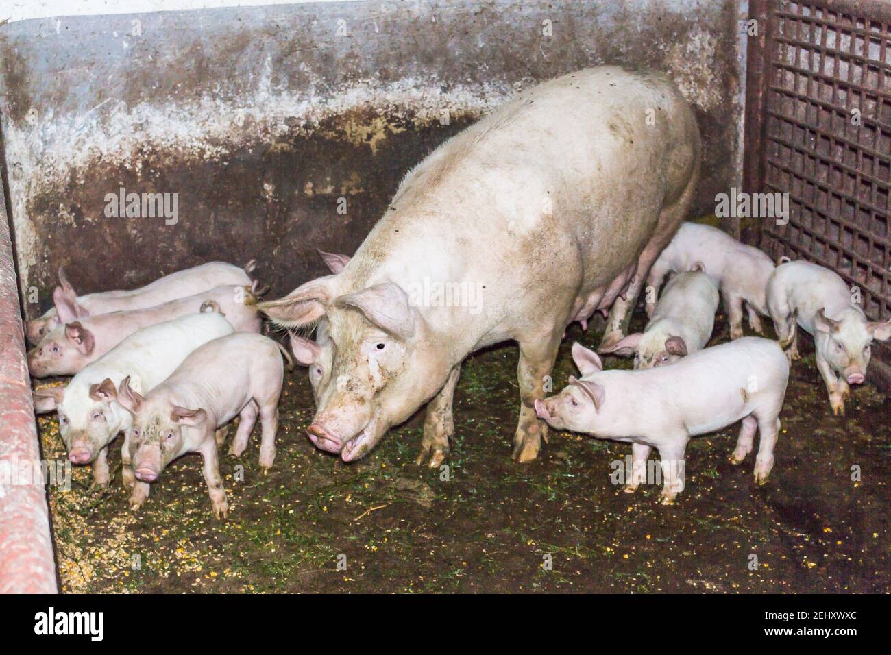 Pig and her little piglets feeding inside the barn on the muddy ground ...
