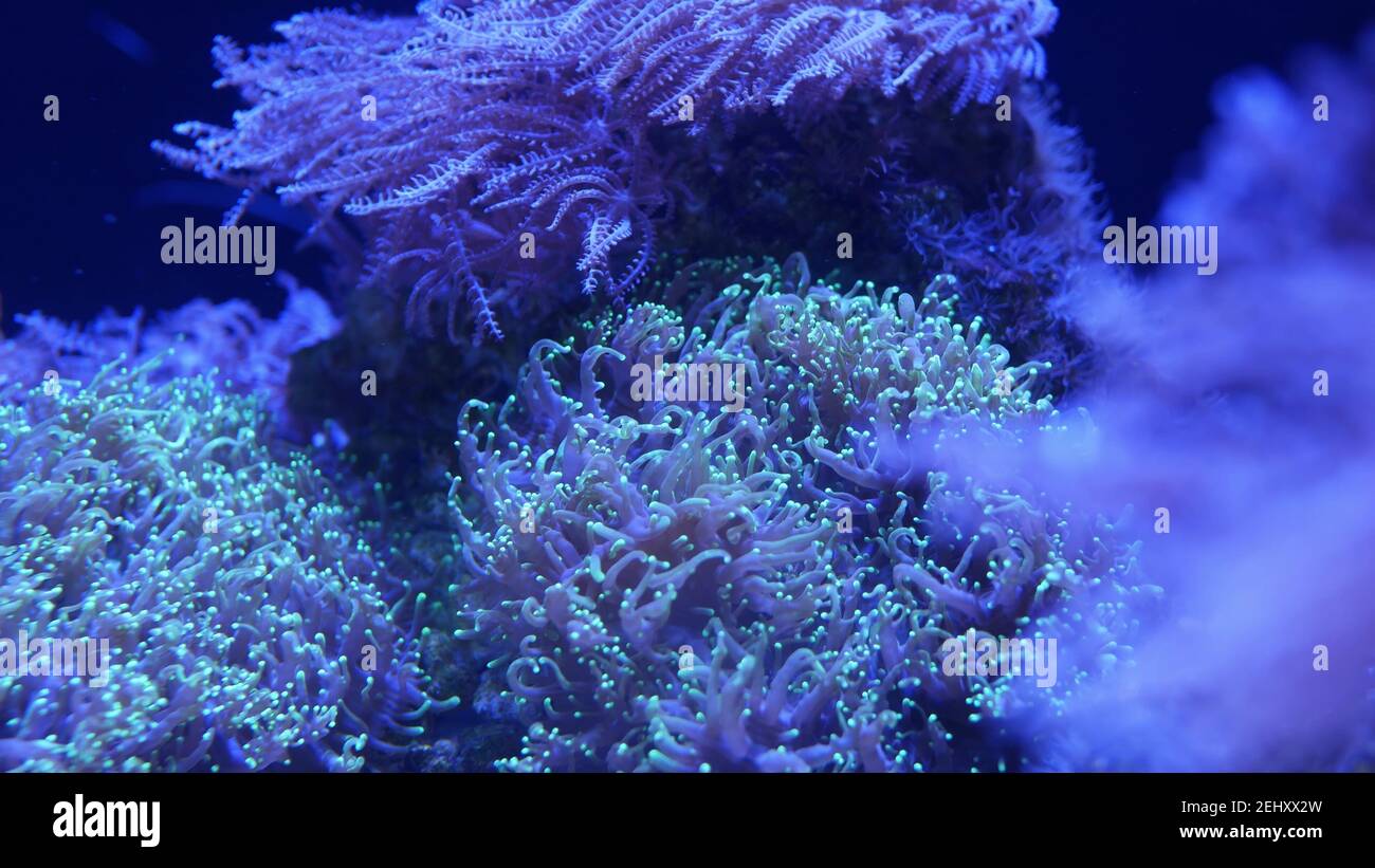 Soft corals in aquarium. Closeup Anthelia and Euphyllia corals in clean ...