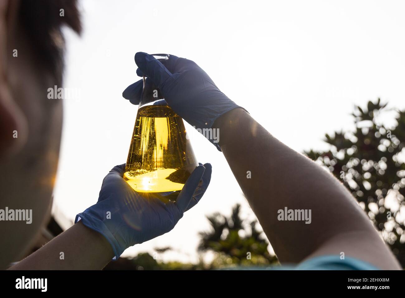 Ethanol biofuel derived from corn maze with beaker test tubes in ...