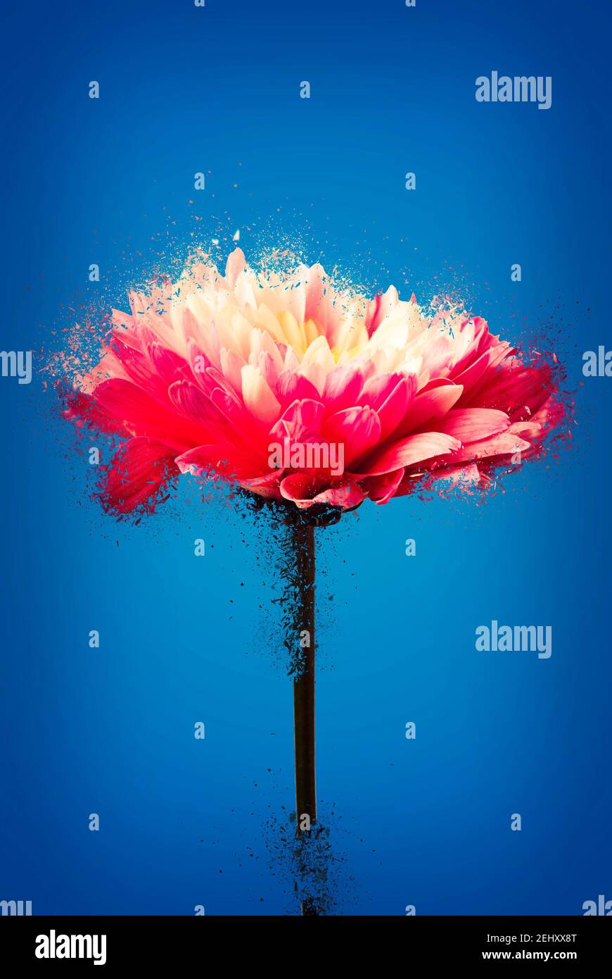 exploding pink Chrysanthemum flower Stock Photo - Alamy
