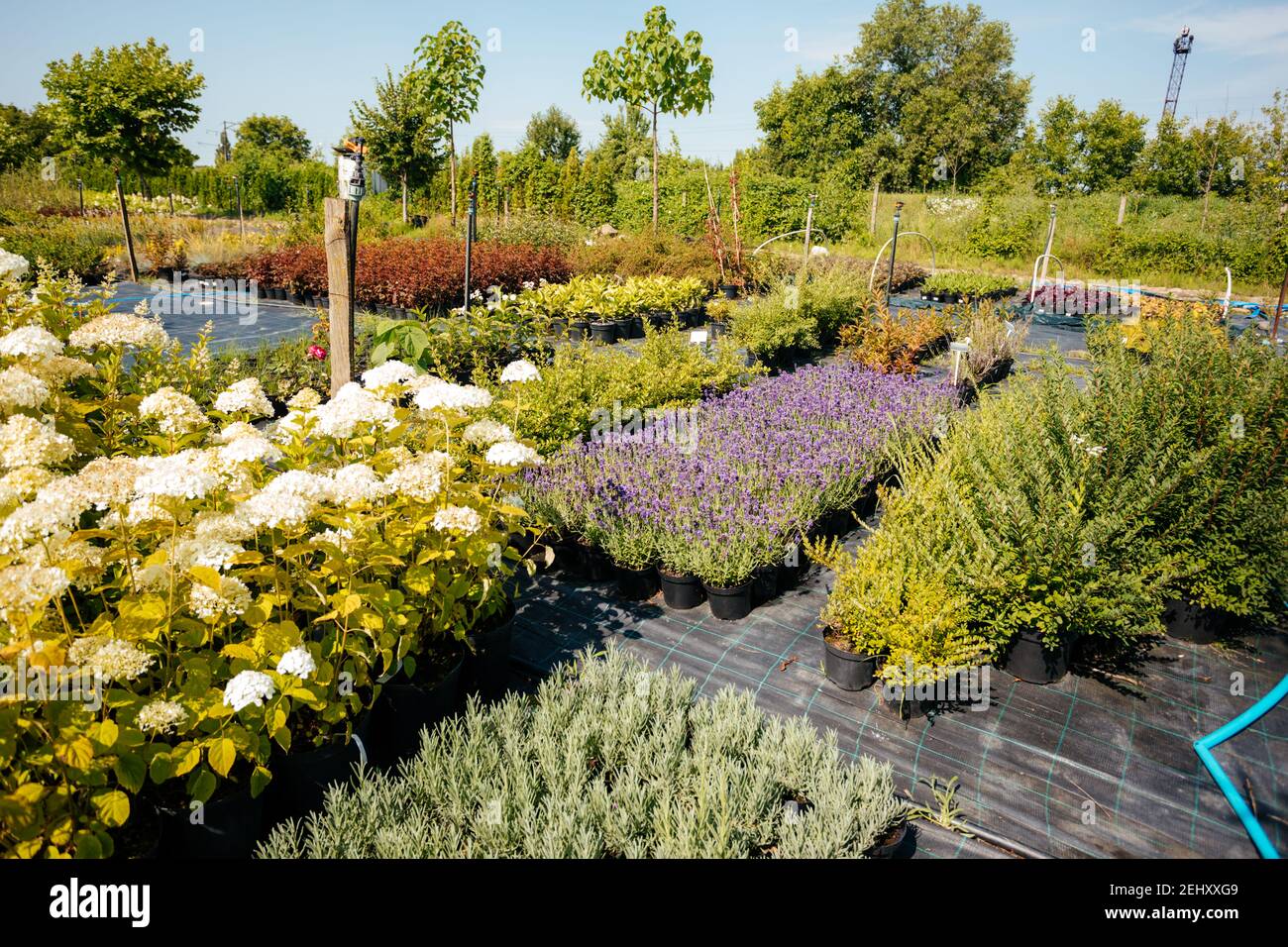 Variety of plants growing in pots at open-air market Stock Photo - Alamy