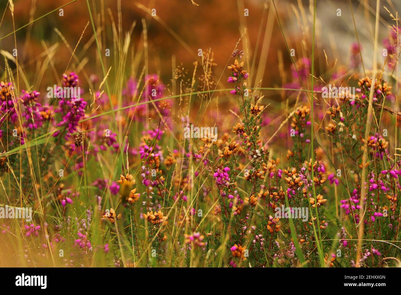 Struy scotland hi-res stock photography and images - Alamy