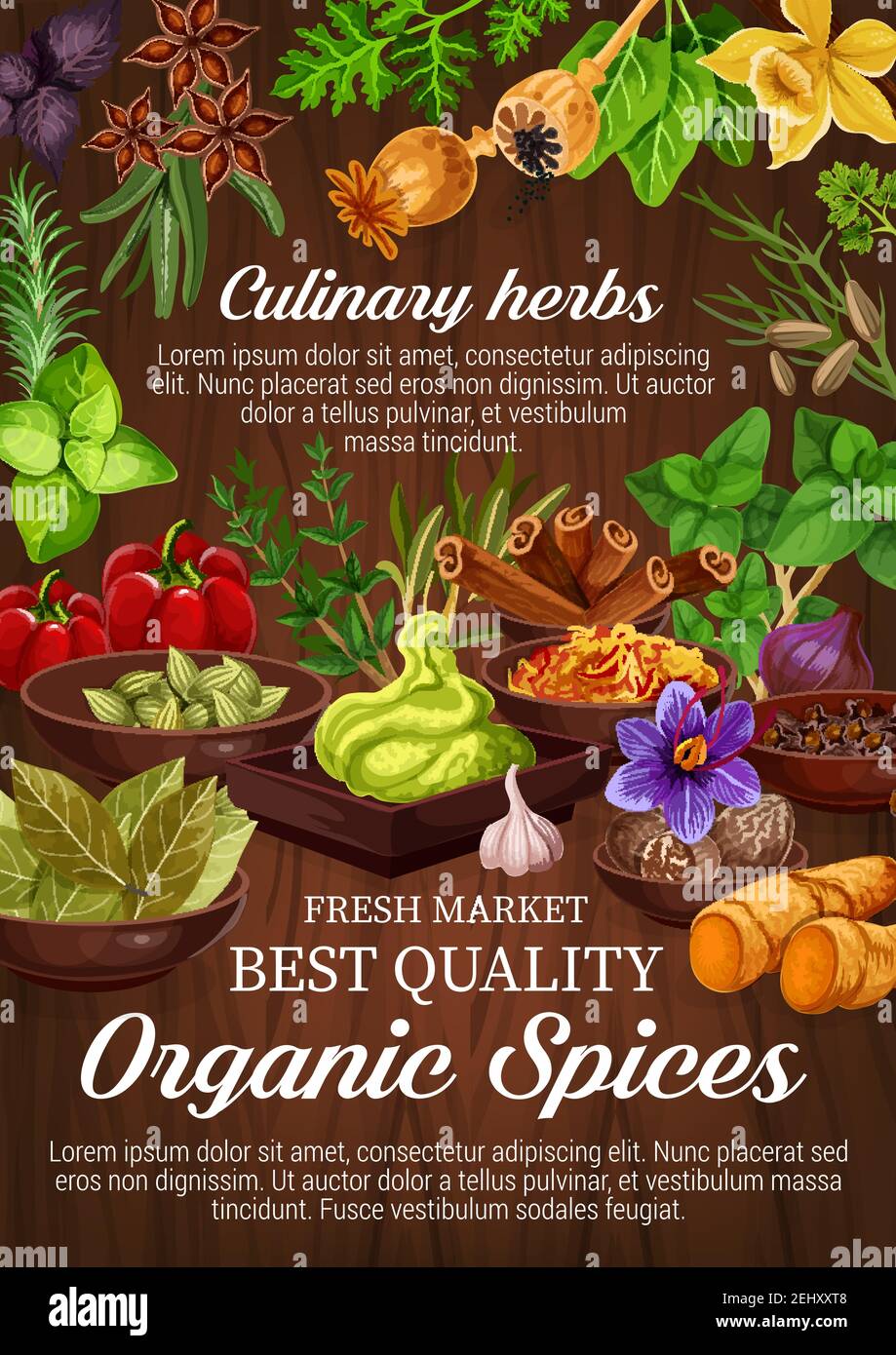 Spice and herbs, cooking seasoning, culinary. Vector rosemary and dill ...