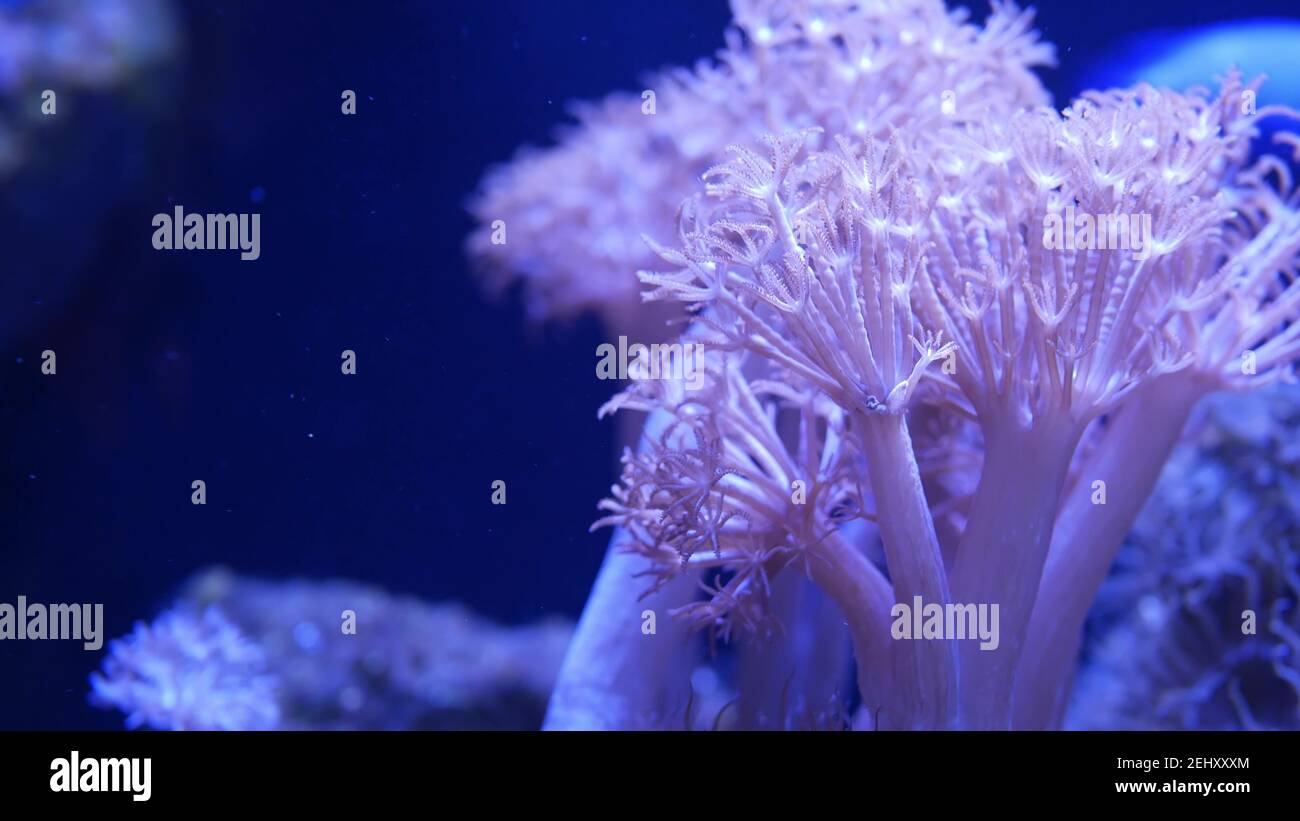 Soft corals in aquarium. Closeup Anthelia and Euphyllia corals in clean ...